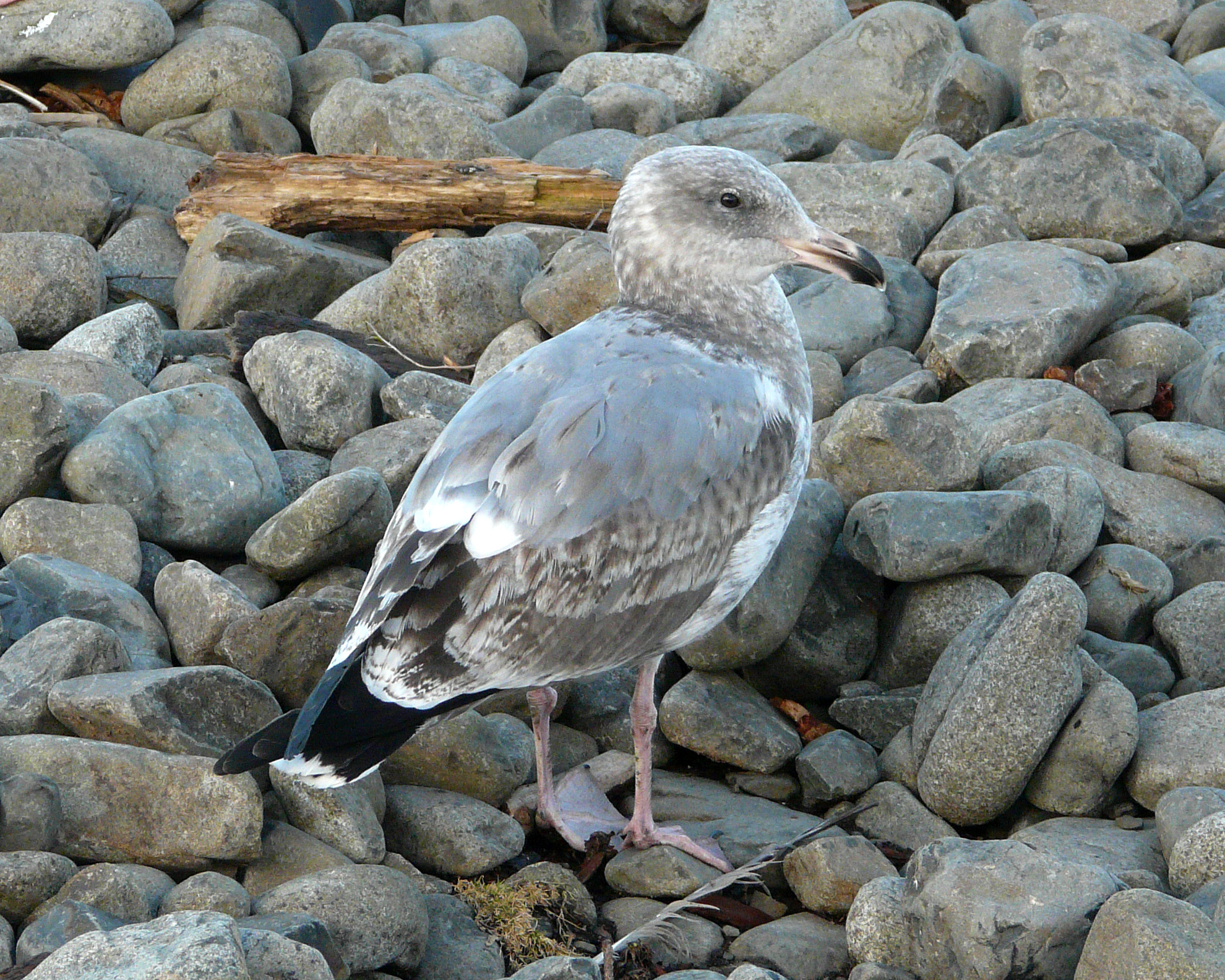 Second cycle gulls – Ethical Birder